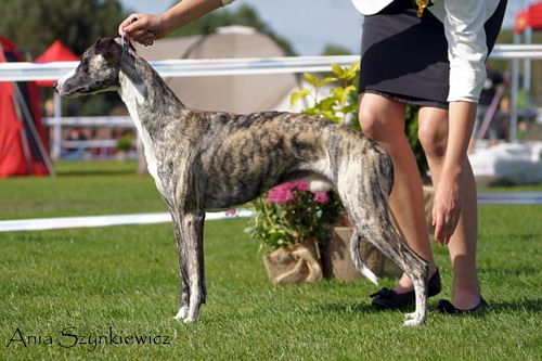 Sporting Fields MASTERPICE AT YPSYLON